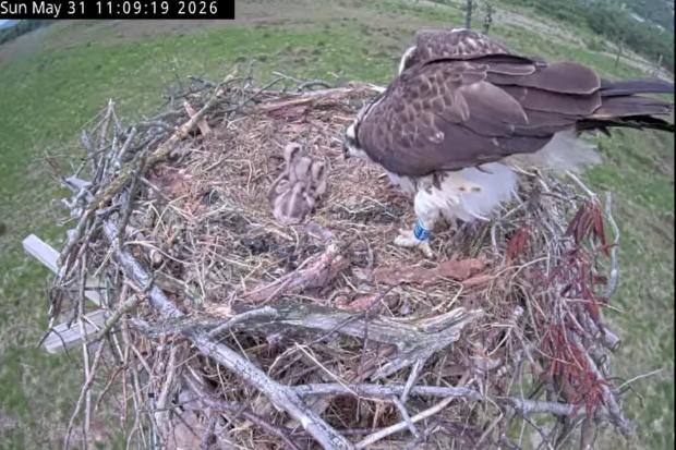 Double brood sees five osprey chicks hatch in Cumbria