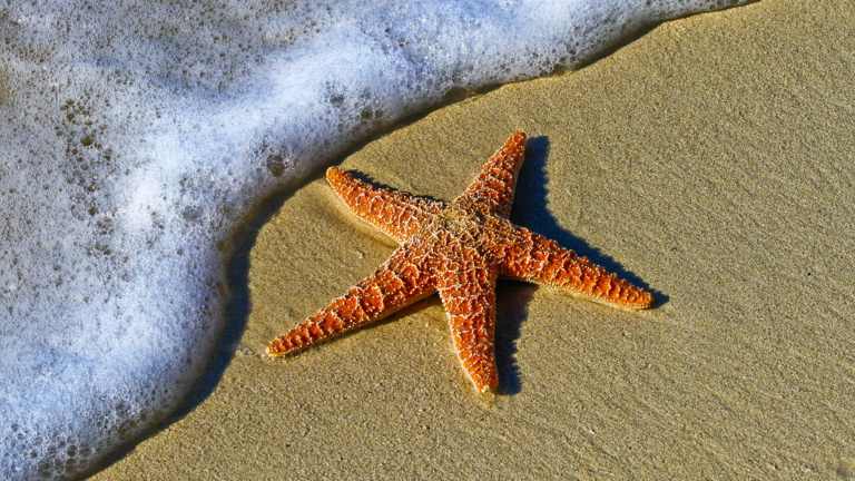 Fact of the day: This sea creature can grow an entire new body from a ...