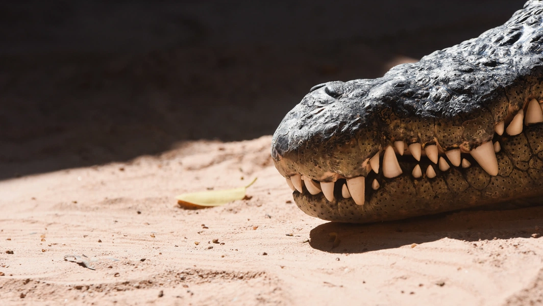 12 most painful animal bites and stings