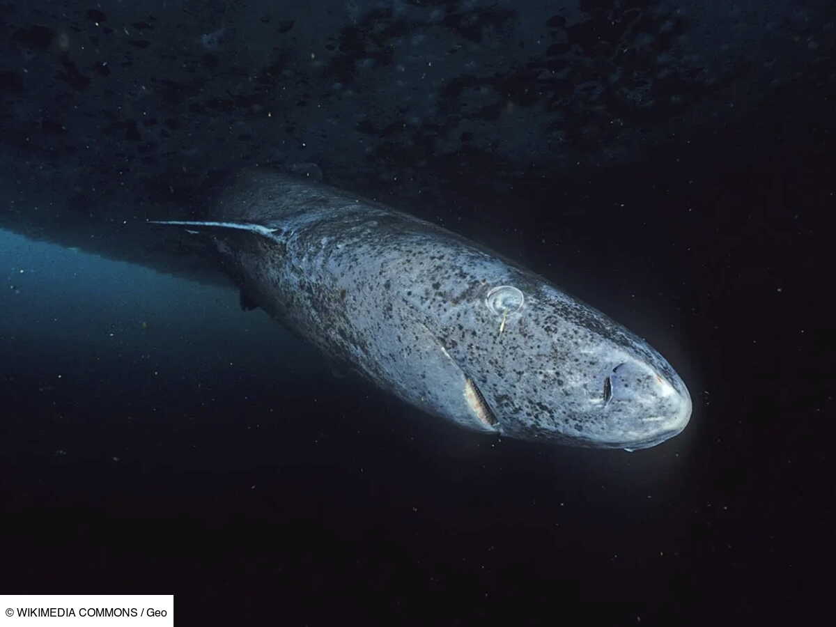 Les secrets de longévité du requin du Groenland révélés grâce à son ADN