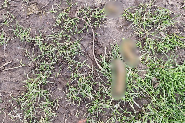 Widow outraged after finding dog poo on husband's Stoke-on-Trent grave