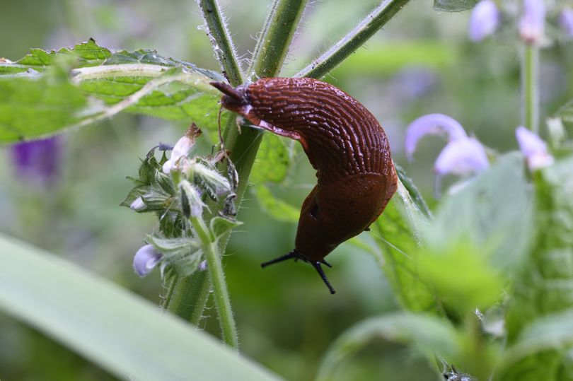 Keep your potted plants safe from slugs and snails by using this ...