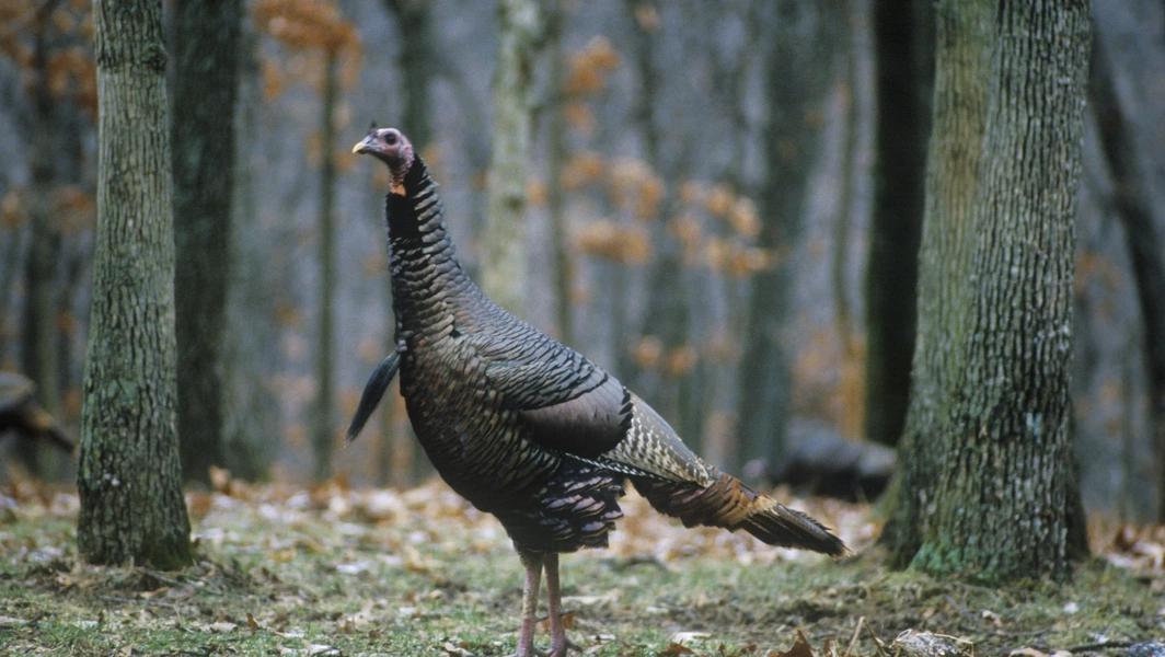 13 states with the largest wild turkey populations
