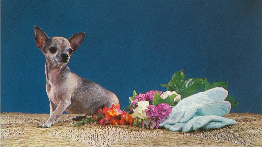 11 longest-living dog breeds
