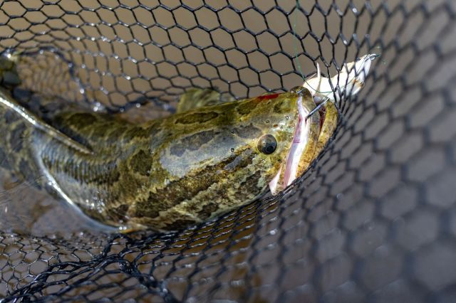 Fishers rush to hunt fanged 'Frankenfish' capable of slithering over land