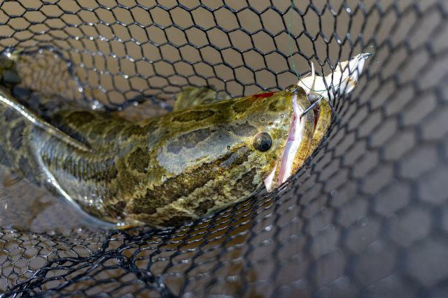 Fishers rush to hunt fanged 'Frankenfish' capable of slithering over land