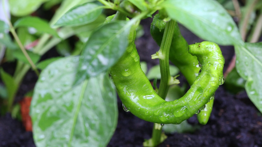 15 best and worst companion plants for peppers