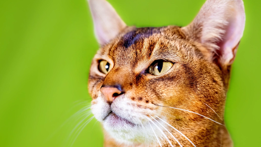 7 cat breeds that get along with dogs