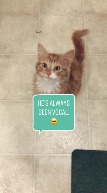 Our floors got messy in this adorable kitten moment