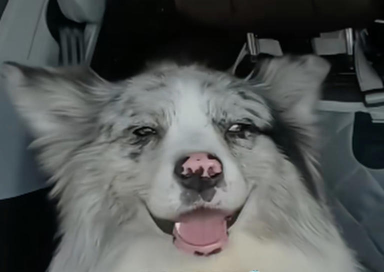 China celebrity dog stolen, sold for US$25 and eaten; owner sues ...