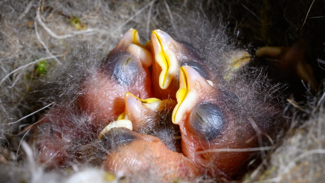 What to do if you find a baby bird