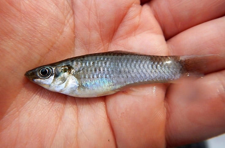 Amazon molly fish survives 100,000 years without males