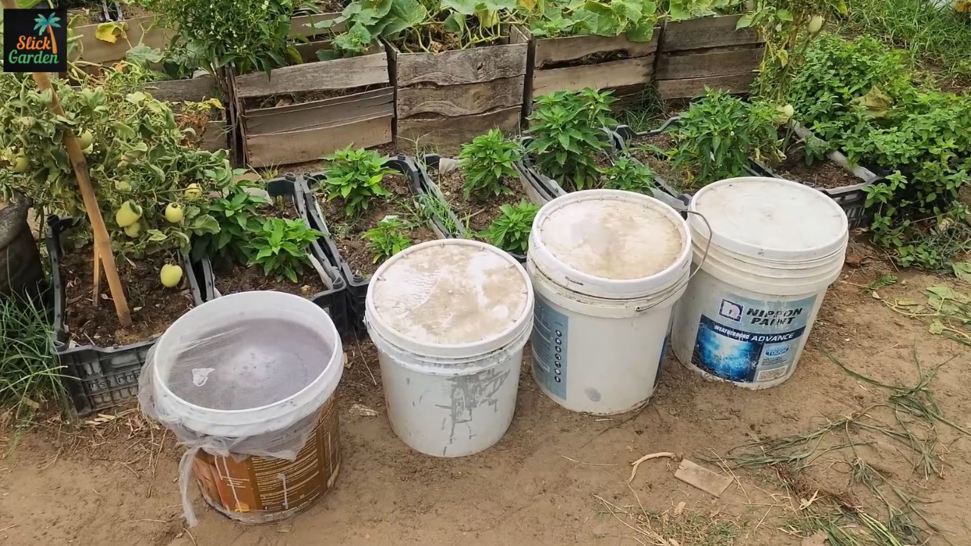 How to make DIY banana peel fertilizer for bigger yields