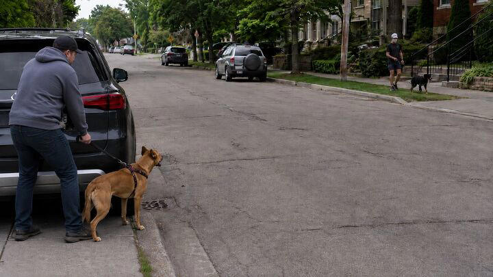 How to stop your dog barking at other dogs: 6 tips for peaceful walks