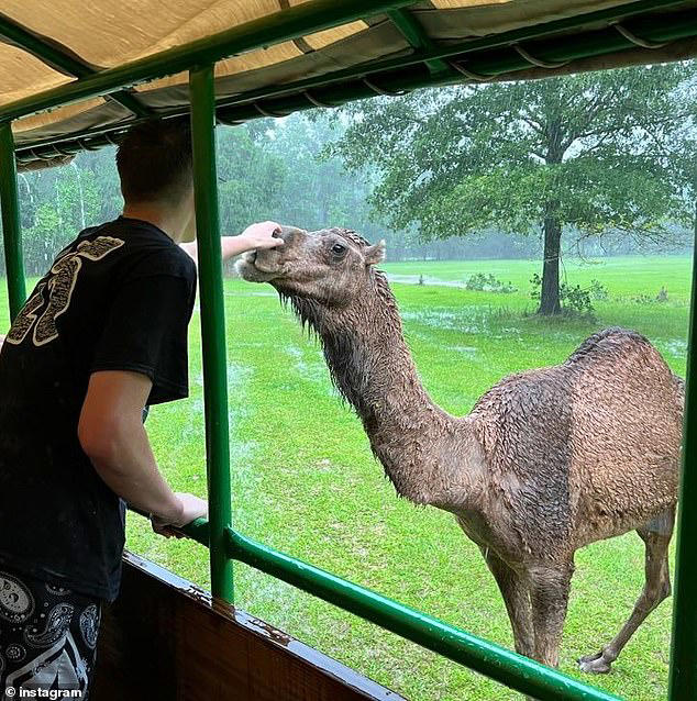 Inside America's worst zoo as staff compare it to Tiger King after rare ...