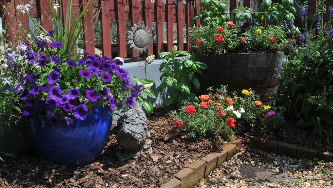 18 compact flowers perfect for small gardens