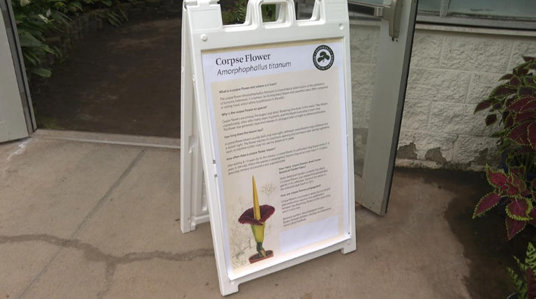 Foster Botanical Garden: Second corpse flower blooms this year