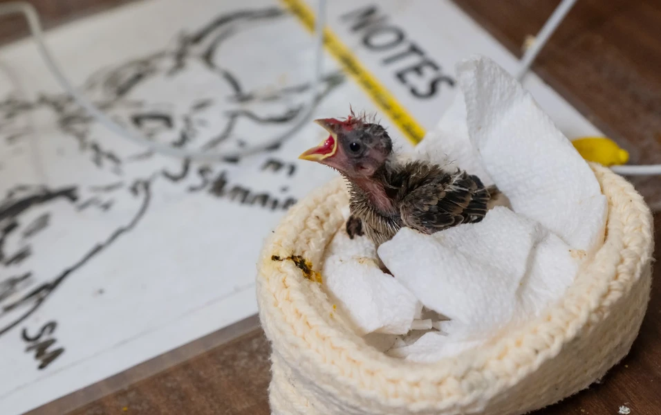 What to do if you find a baby bird