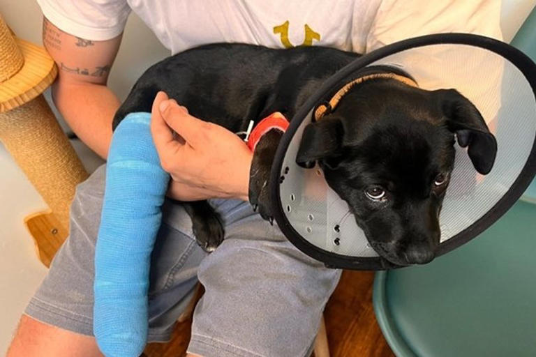 Hero bitten by dog as he protects defenceless puppy from horror attack
