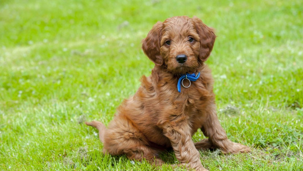 10 popular doodle dog breeds and their traits