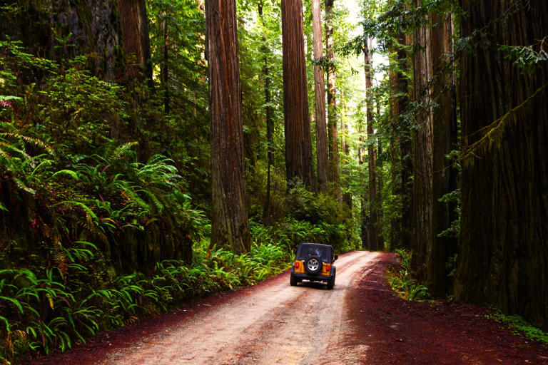 Skip California: This state's little-known redwood hikes are quieter ...