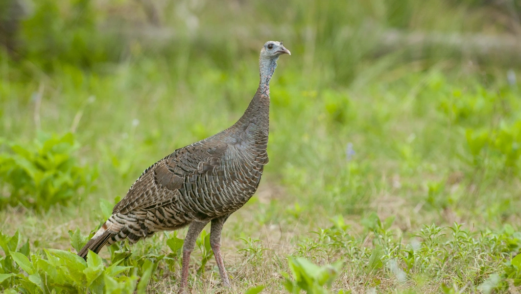 13 states with the largest wild turkey populations
