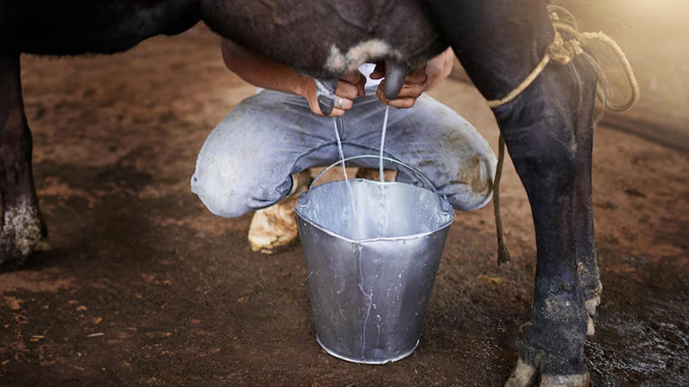 Cow milk vs buffalo milk vs goat milk: Which is healthier?