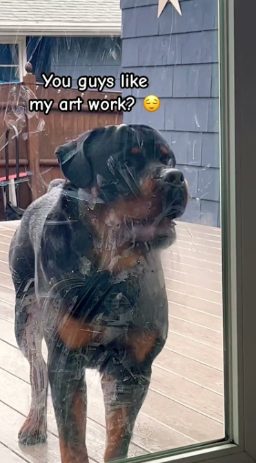 Adorable Rottweiler puppy enjoys homemade treat