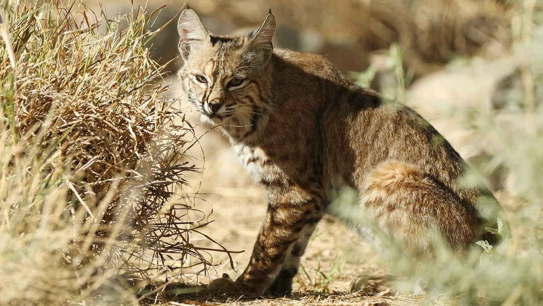 10 wild cats found in and around the United States