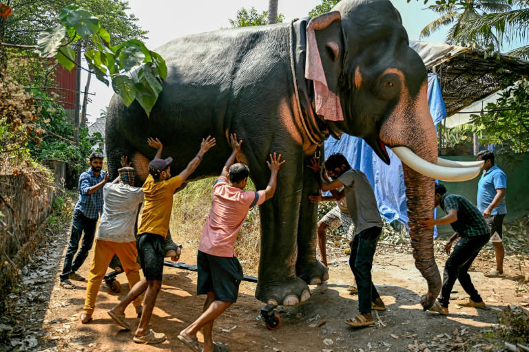 Indian stars push to end elephants in Bollywood
