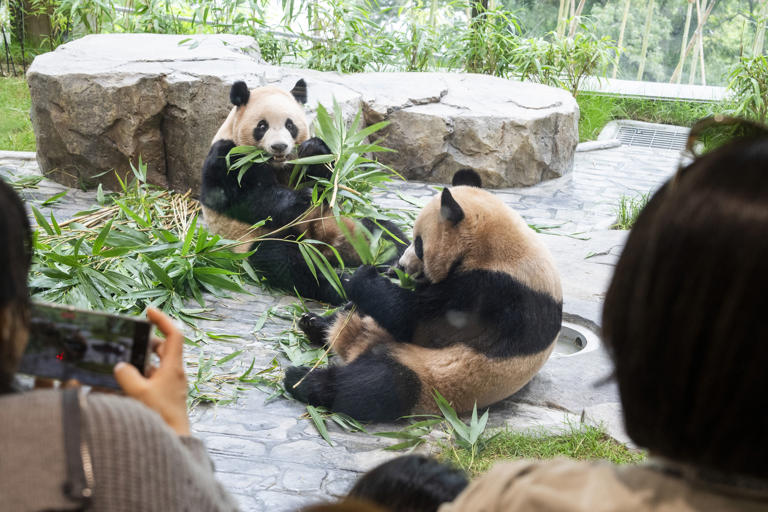 Everland's celebrity panda twins may return to China as early as winter ...