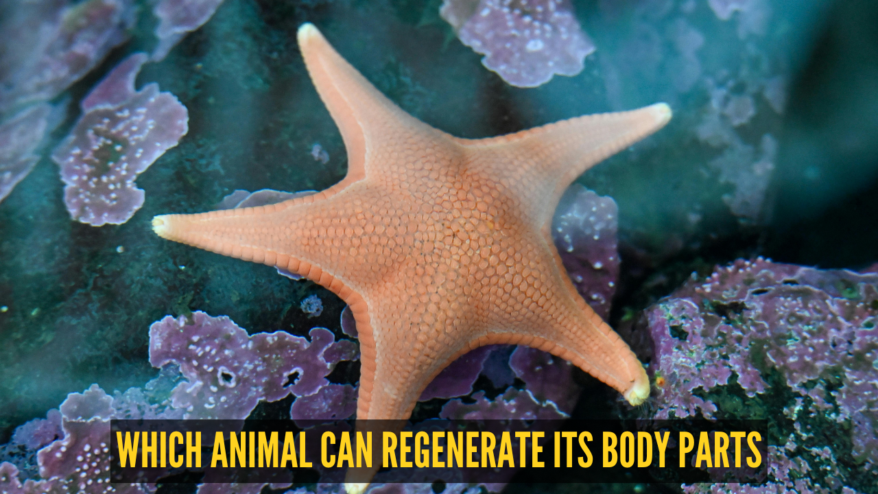 Fact of the day: This sea creature can grow an entire new body from a ...