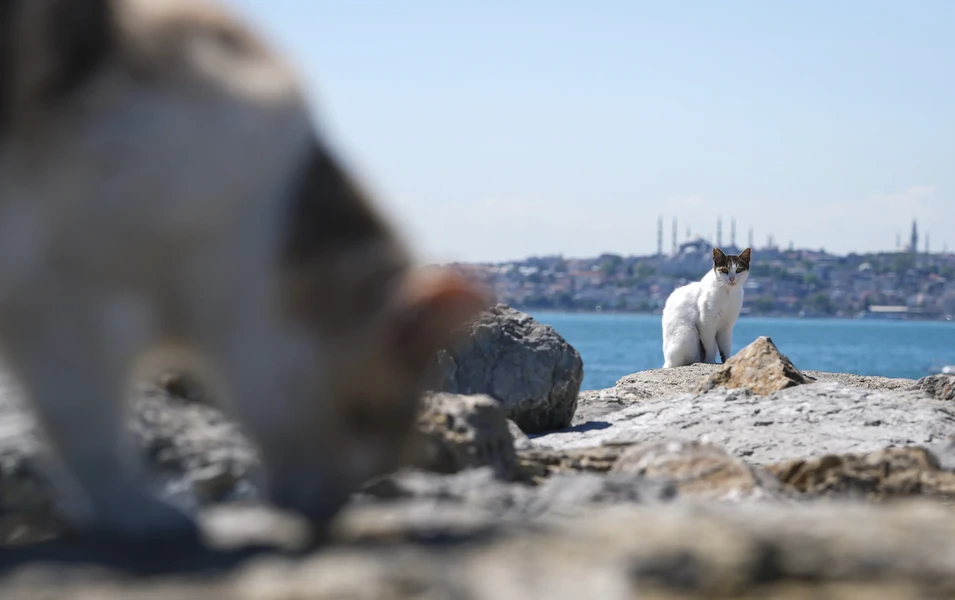 What you need to know about feral cats