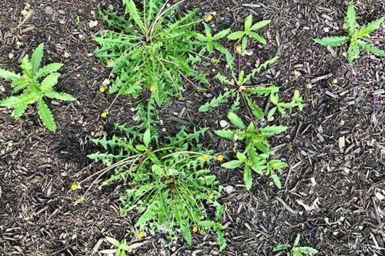 Garden weeds will wither with no digging or spraying by laying one item ...