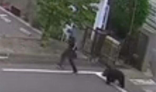 Horror moment man chased down street and attacked by bear