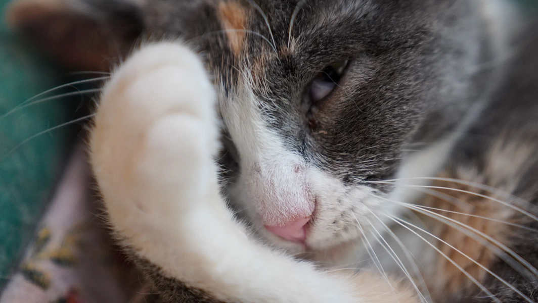 12 signs your cat truly loves you