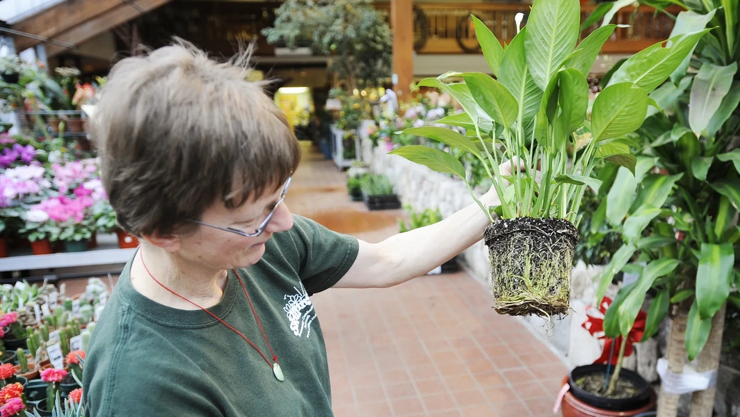 Low-light plant care made simple for beginners
