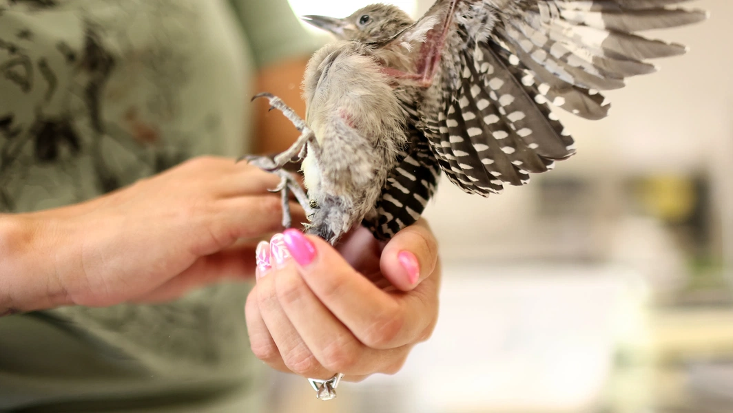 What to do if you find a baby bird
