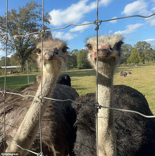 Inside America's worst zoo as staff compare it to Tiger King after rare ...