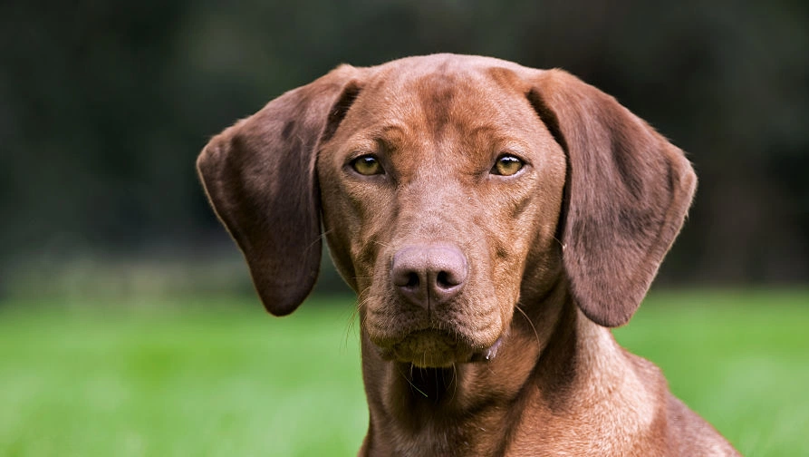 19 hunting dog breeds with exceptional field skills