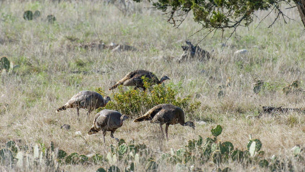 12 states with the largest wild turkey populations