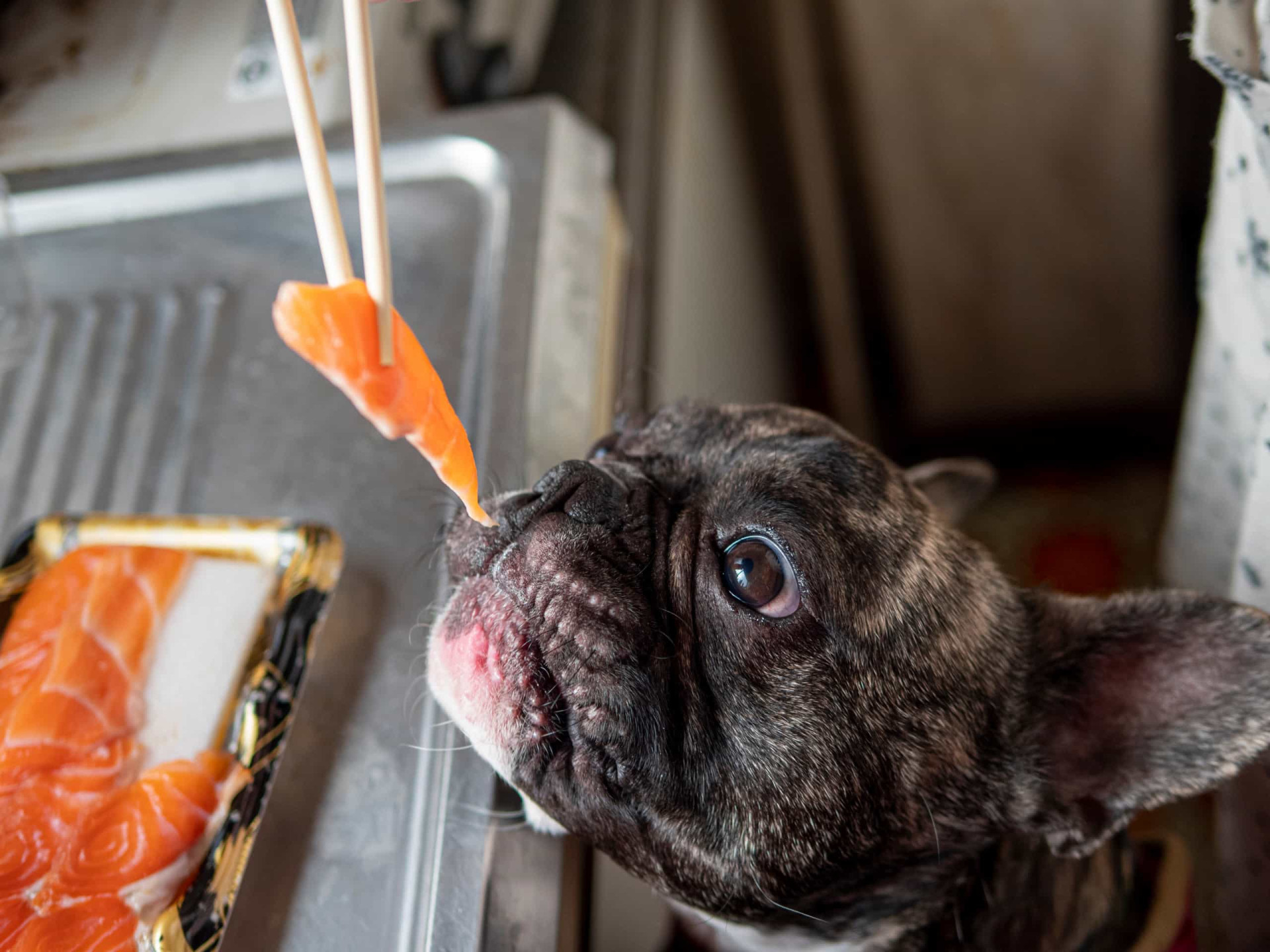 The best and worst human foods to feed your dog