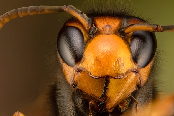Wasps should avoid gardens that have this trick in place