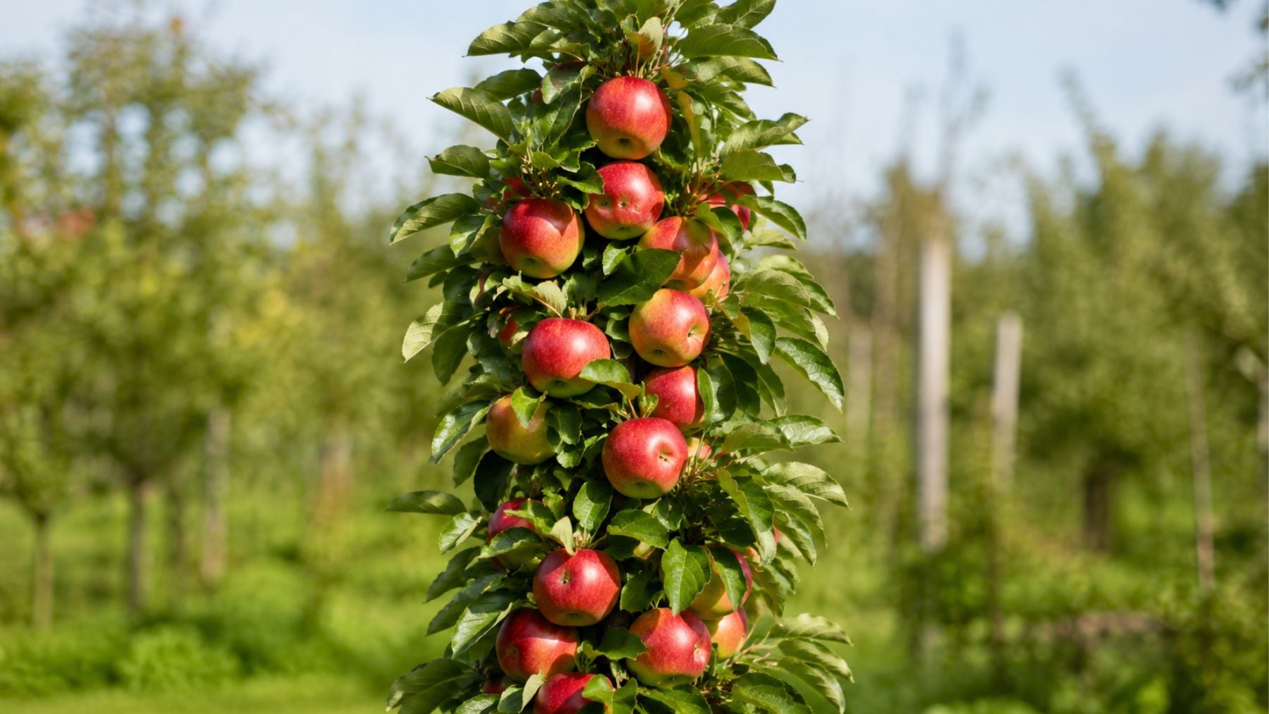 El desconocido árbol que puede crecer en tu jardín sin necesitar ...