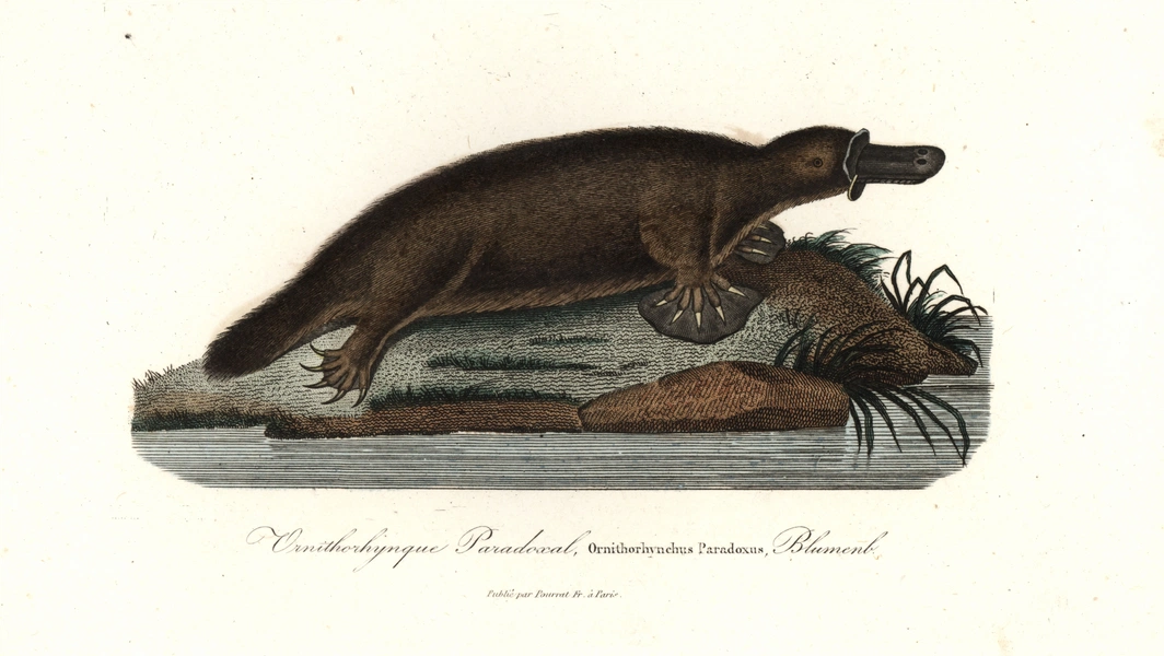 14 mammals with extraordinary behaviors and adaptations