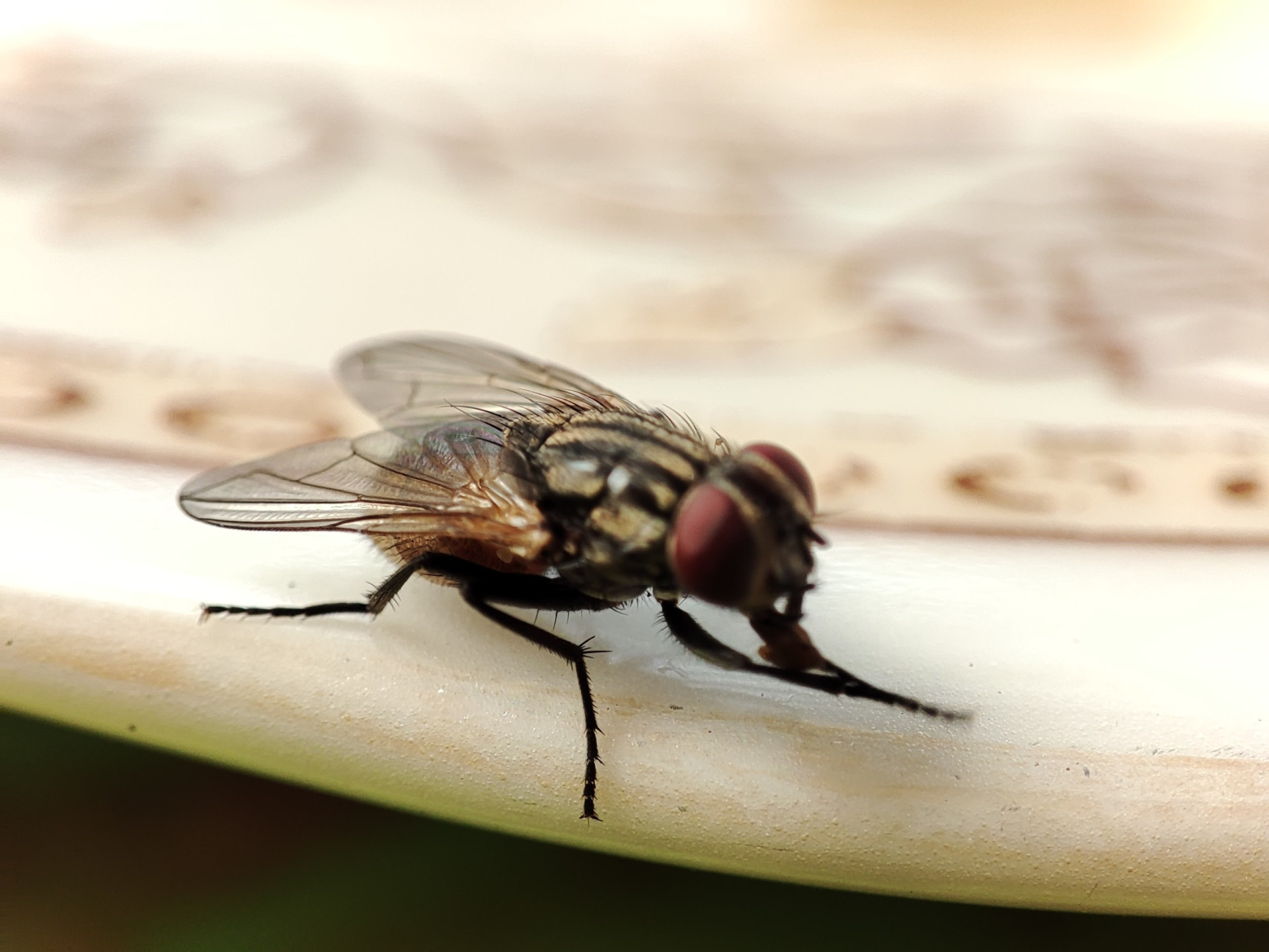 Common summer pests (and how to get rid of them)
