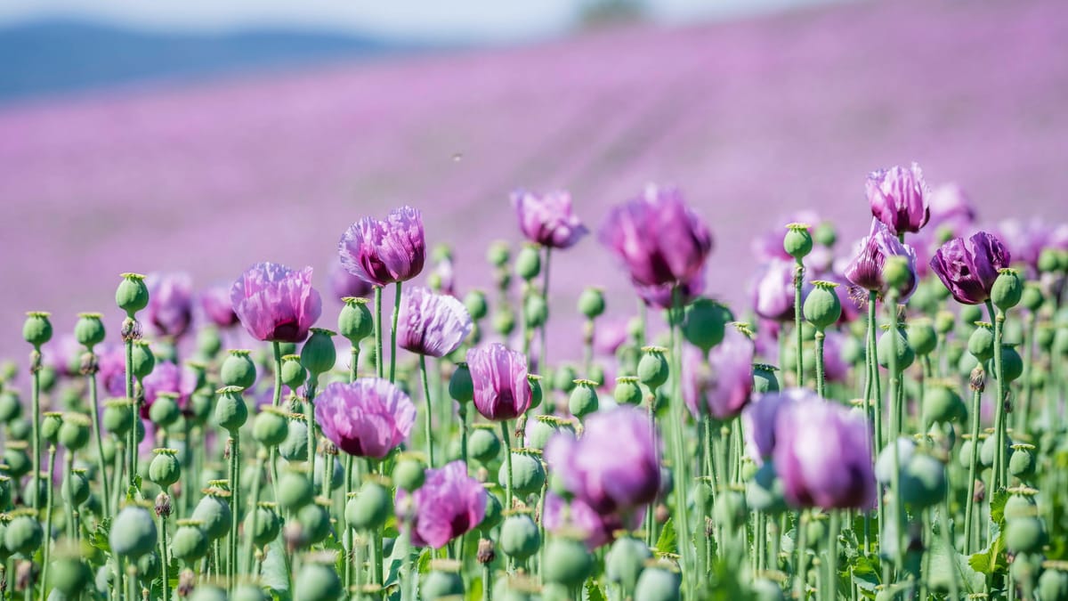 Lila Mohn: Hier ist die Blütenpracht zu sehen