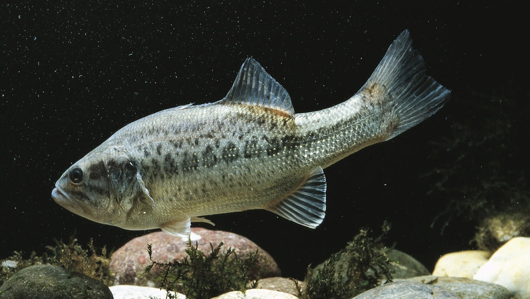 World record largemouth bass and the factors behind it