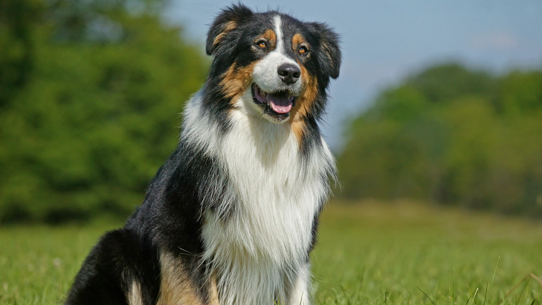 Life with an Australian shepherd