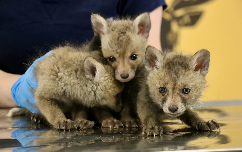 Life of a fox pup from den to wild